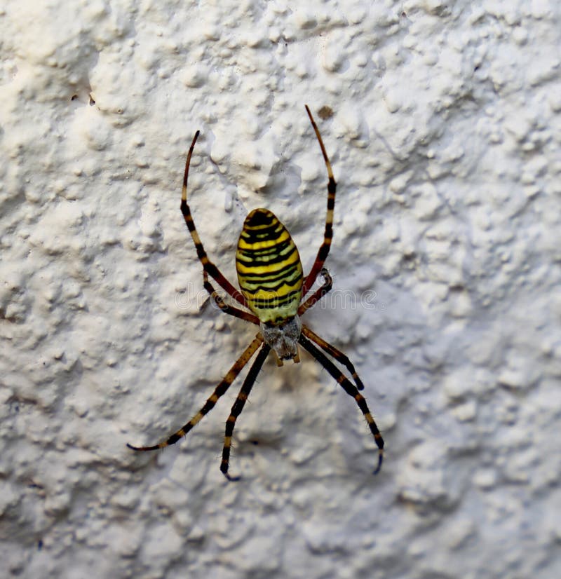 Spider on a wall stock image. Image of black, spider - 99237141