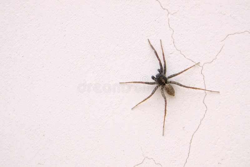 Spider on wall stock image. Image of wild, lycosidae - 246797853
