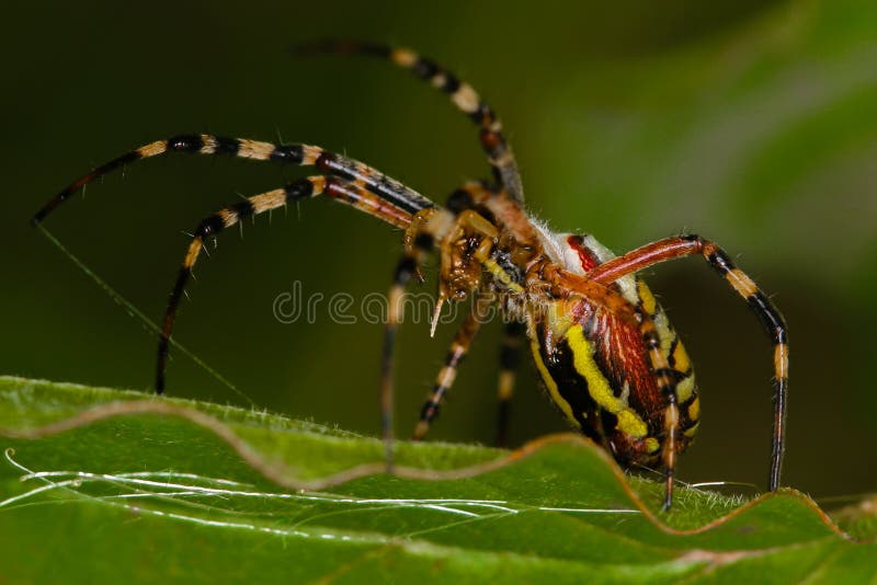 Spider stock photo. Image of hunter, tarantula, insectivorous - 38670924