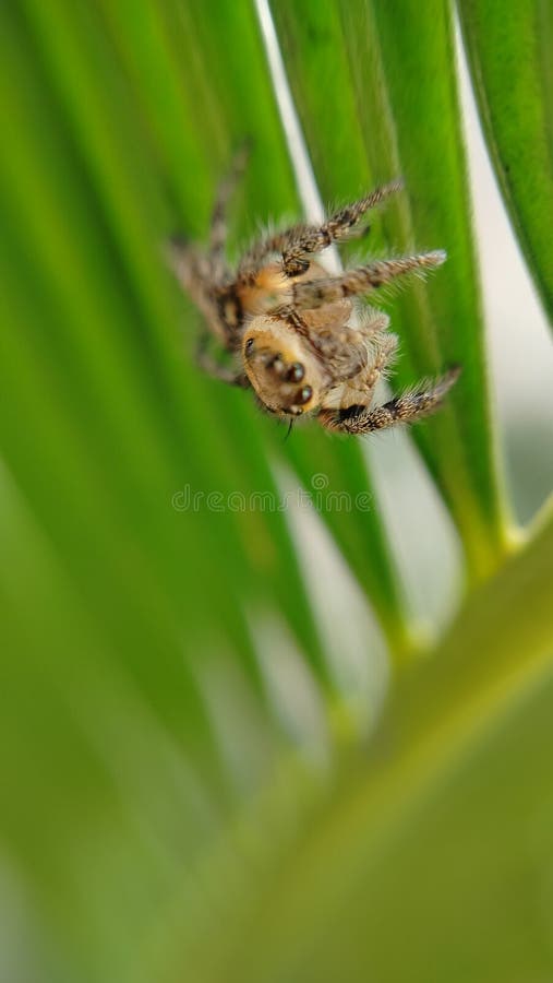 A Spider Was Stalking Its Prey Above it Stock Image - Image of prey ...