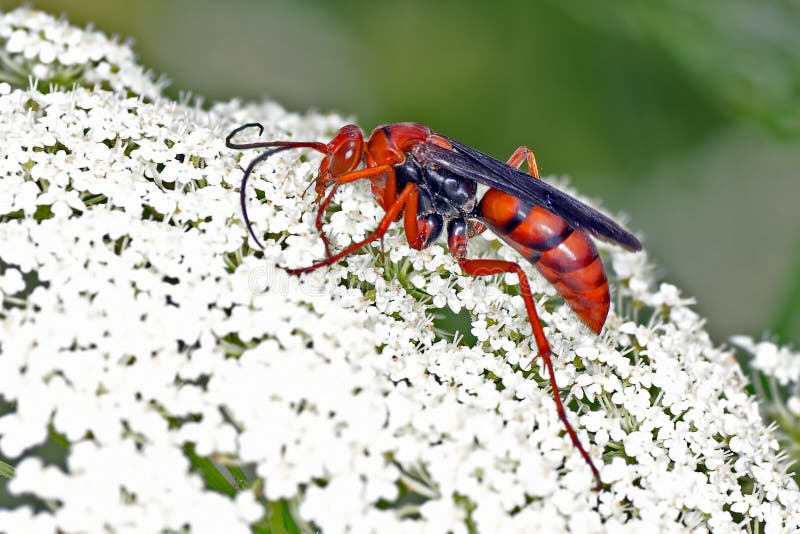Spider Wasp stock image. Image of animal, branch, robberfly - 26211479