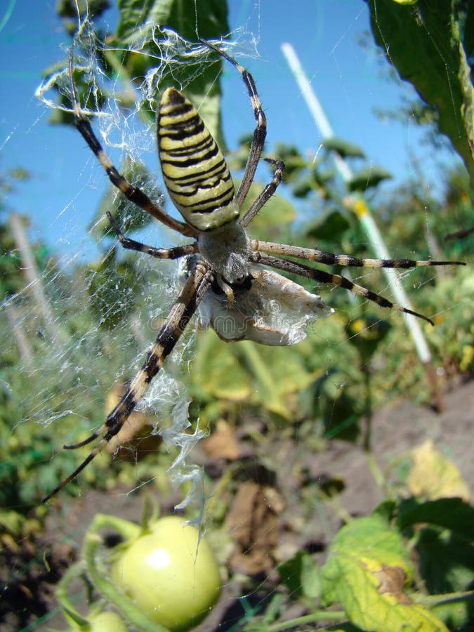 Female Spider Cocoon Stock Images - Download 195 Royalty Free Photos