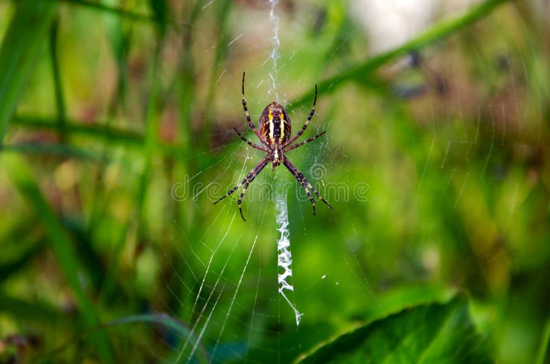 Spider Wasp in Natural Conditions. Spider (Argiope Bruennichi) on a Web ...