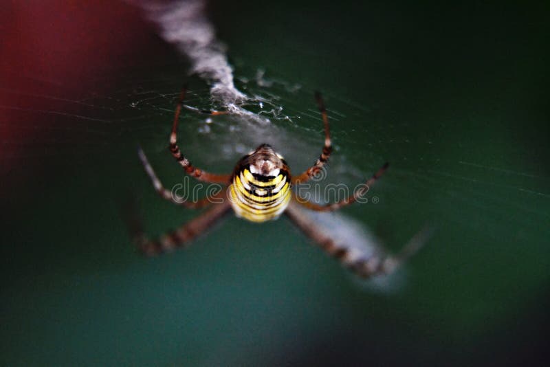 Spider Wasp. a Zebra Spider on a Web Stock Photo - Image of darkness ...