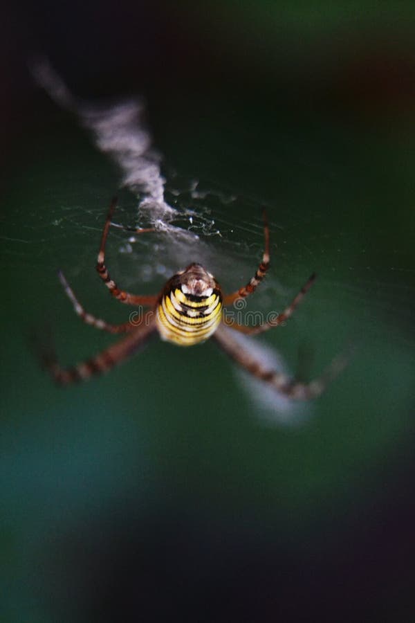 Spider Wasp. a Zebra Spider on a Web Stock Image - Image of darkness ...