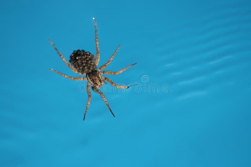 Spider on water stock image. Image of arachnidae, spiders - 10772117