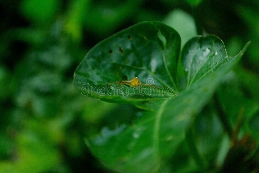 A Spider on Water Spinach Leaf Stock Photo - Image of water, spinach ...