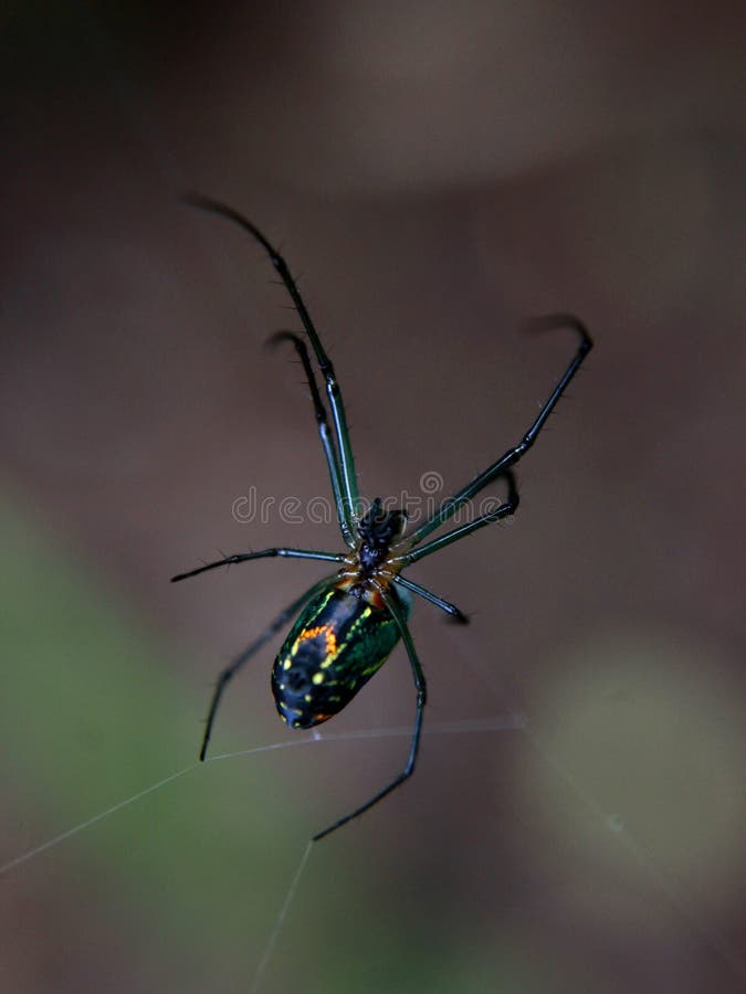 Spider Weaver Animal Insect Stock Photo - Image of weaver, colors ...