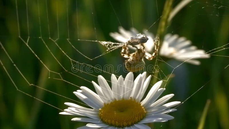 Spider Weaves Cocoon On Web Creative Large Wild Spider Cooks Food On Web Stock Image Image