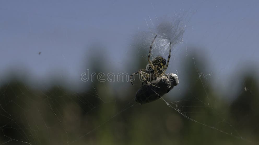 A Spider that Weaves a Spider S Web. Creative. a Big Dark Spider, Made ...