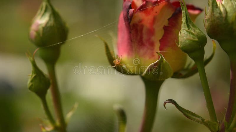 A Spider Weaves a Web on the Blurred Background of a Rose Stock Footage ...
