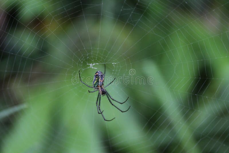 Spider weaving its trap stock photo. Image of drop, arthropod - 280943286