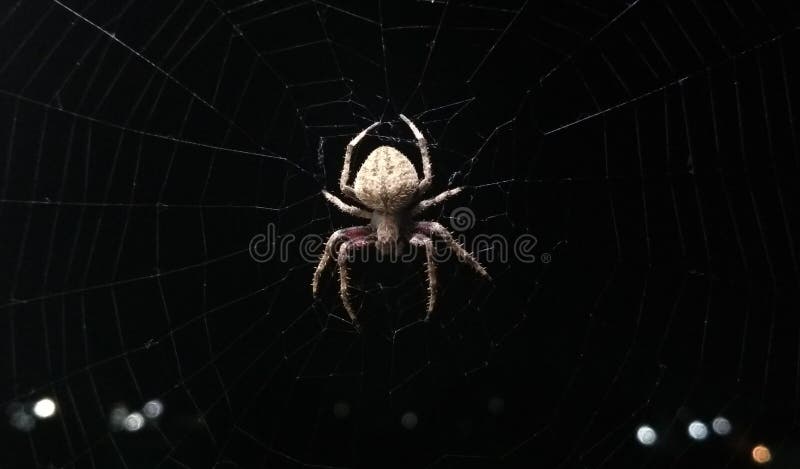 Spider Weaving SpiderWeb stock photo. Image of spiderweb - 274193500