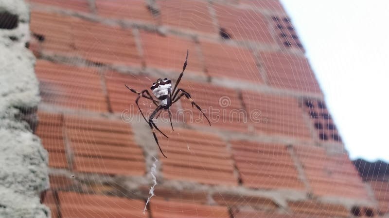 Spider Weaving Web with Brick Wall Background Stock Photo - Image of ...