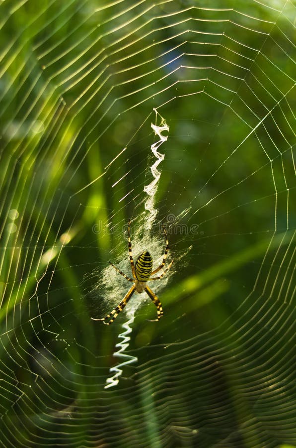 Spider Weaving the Web in a Field Stock Image - Image of outdoor, mesh ...