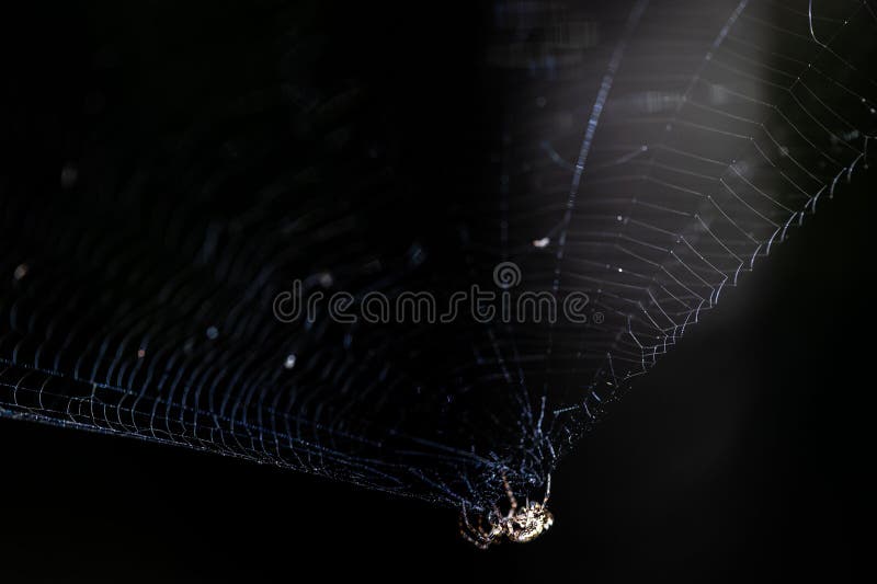 A Spider Weaving a Web on Its Back Legs at Night Stock Image - Image of ...