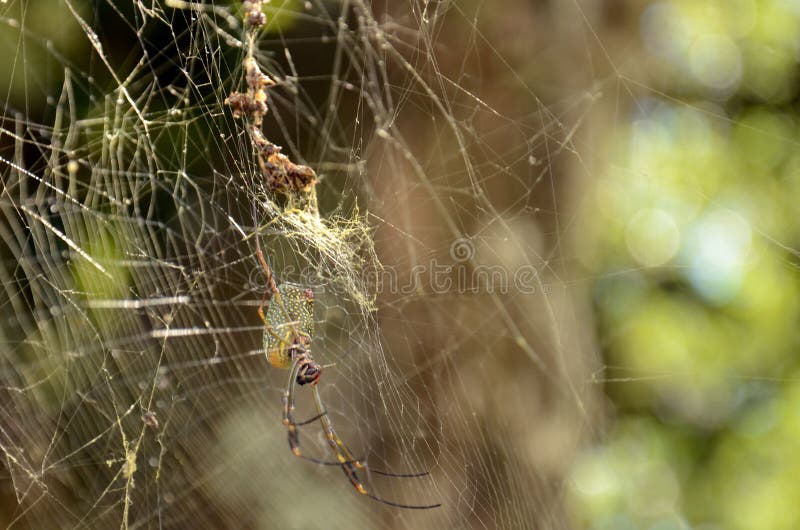 Spider Weaving Web between Trees Stock Photo - Image of weaving, duck ...