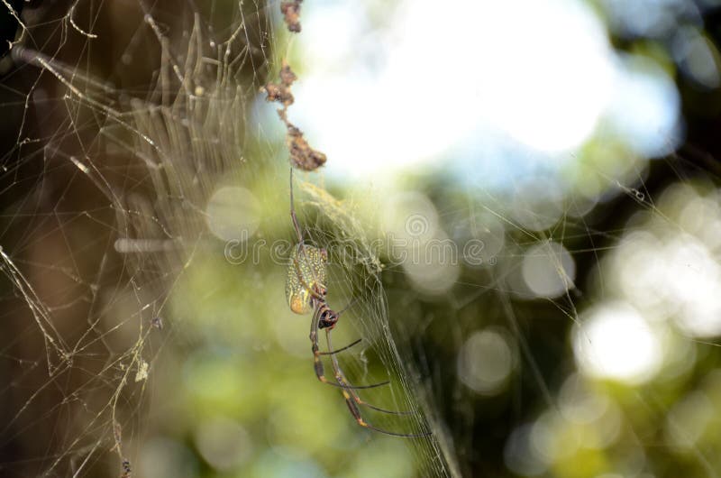 Spider Weaving Web between Trees Stock Photo - Image of green, swan ...