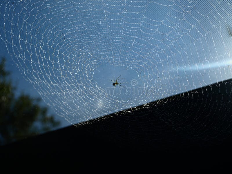 Spider web 001 stock image. Image of intertwined, connection - 6800979