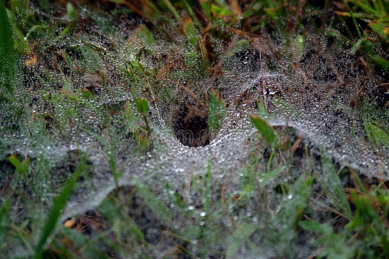 Spider Web stock photo. Image of nest, cone, wildlife - 1044266