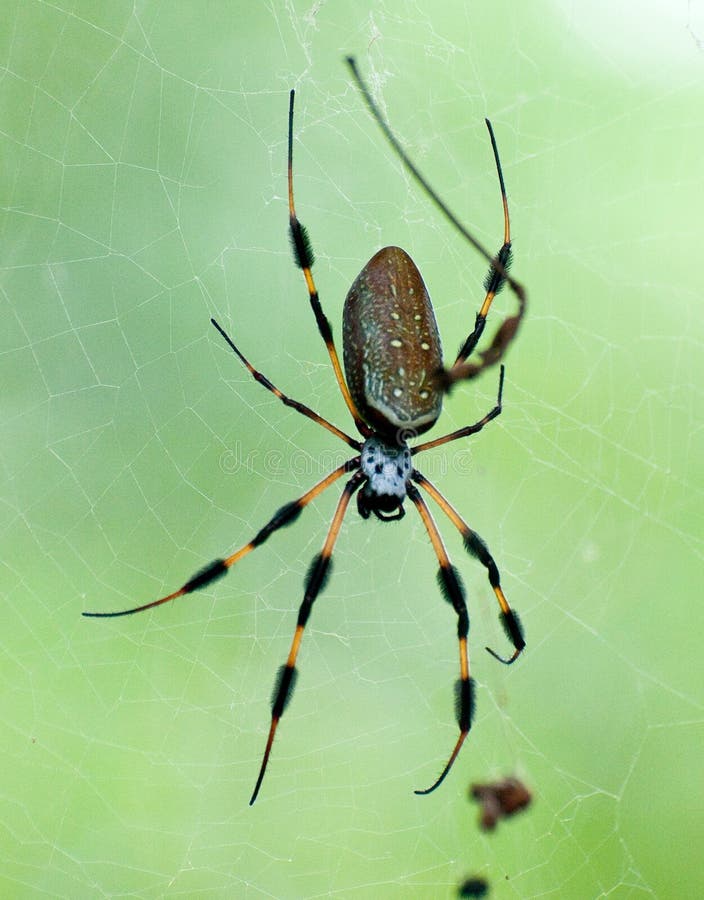 Spider on Web stock photo. Image of everglades, arachnids - 11092272