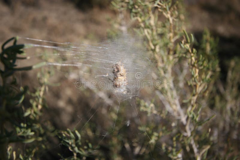 Spider web stock photo. Image of snare, strong, entangled - 11419348