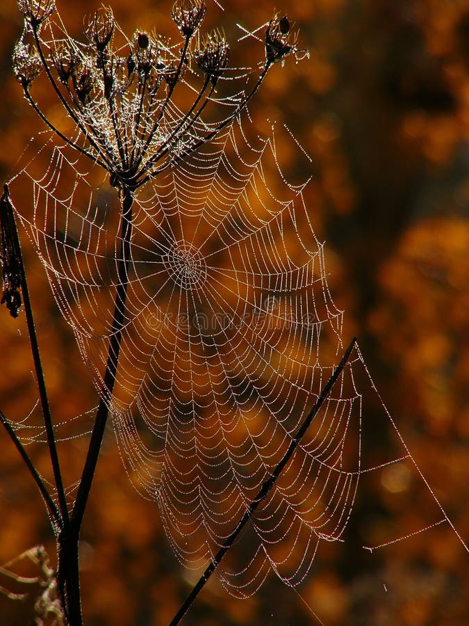 Spider-web stock photo. Image of outdoor, ecology, tissue - 666208