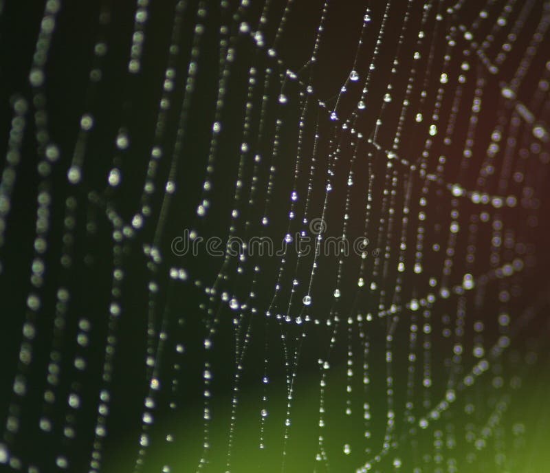 Spherical Shiny Dew Drops on the Spider Web Stock Photo - Image of ...