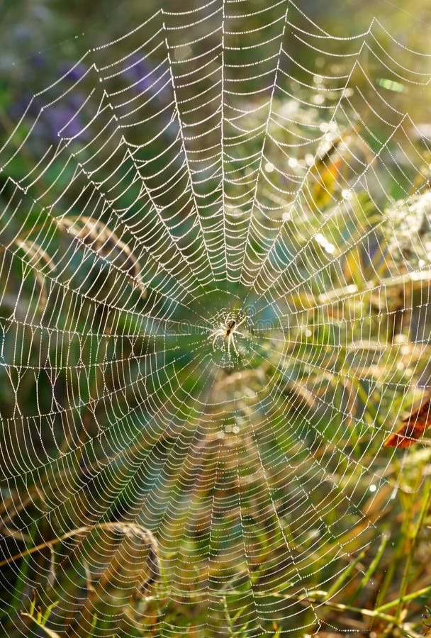 Spider web stock photo. Image of nature, catch, circle - 15337734