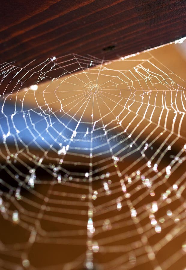 Spiders Web. Sepia stock photo. Image of insects, nature - 275094