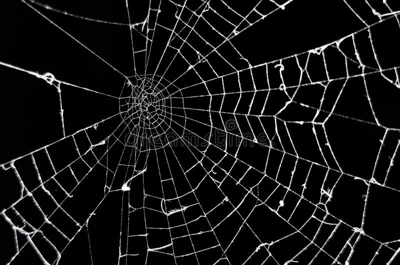 Spider web stock image. Image of spider, nature, insects - 81508449