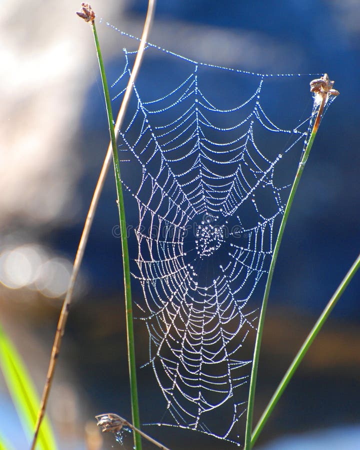 Spiders web stock photo. Image of droplet, fresh, detail - 1803270
