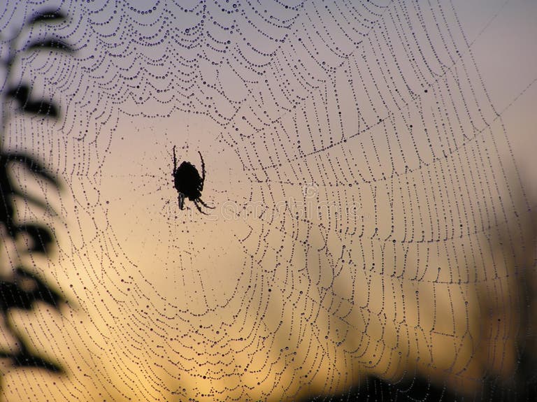 Spider web stock image. Image of close, graphic, halloween - 228053