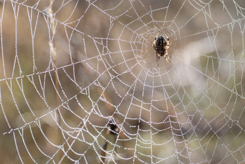Spider web stock photo. Image of animal, morning, raindrop - 23130298