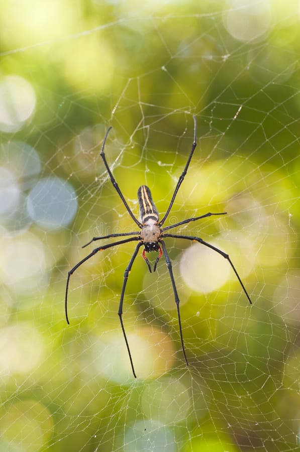 Spider on web stock image. Image of connections, labyrinth - 23993593