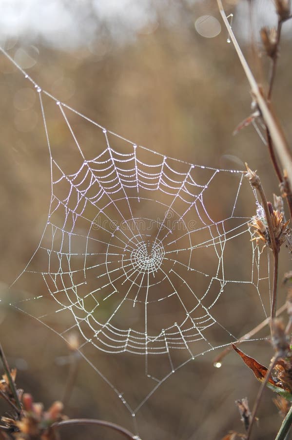 Spiders web stock photo. Image of droplet, fresh, detail - 1803270