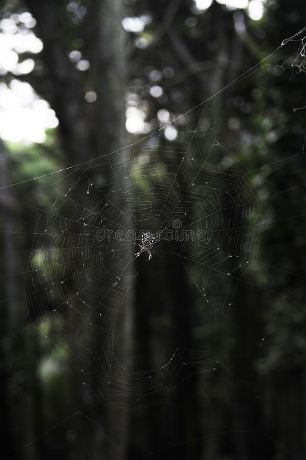 Spider@Web stock photo. Image of horror, creepy, heart - 27700382