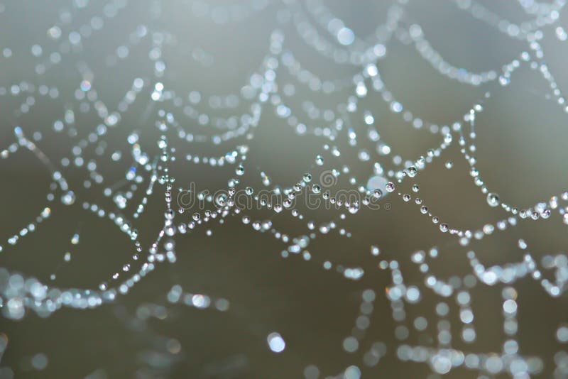 Spider Web stock image. Image of natural, network, connection - 27769411