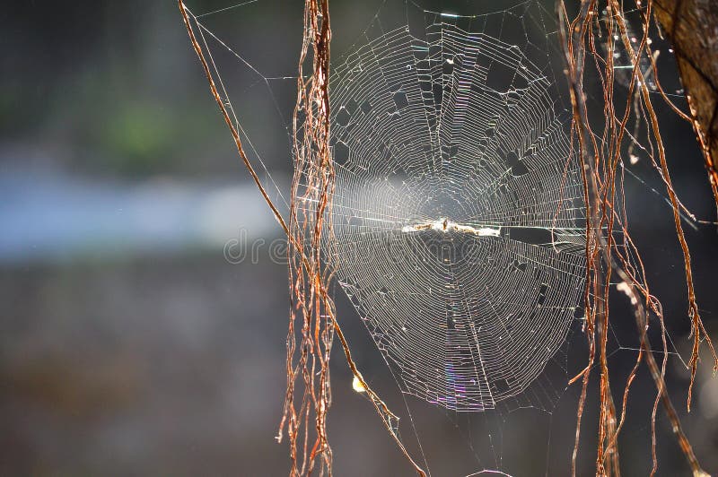 Spider Web without the Spider Stock Photo - Image of spiderweb, connect ...