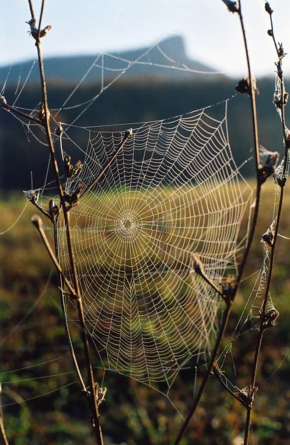 Spider-web stock photo. Image of outdoor, ecology, tissue - 666208