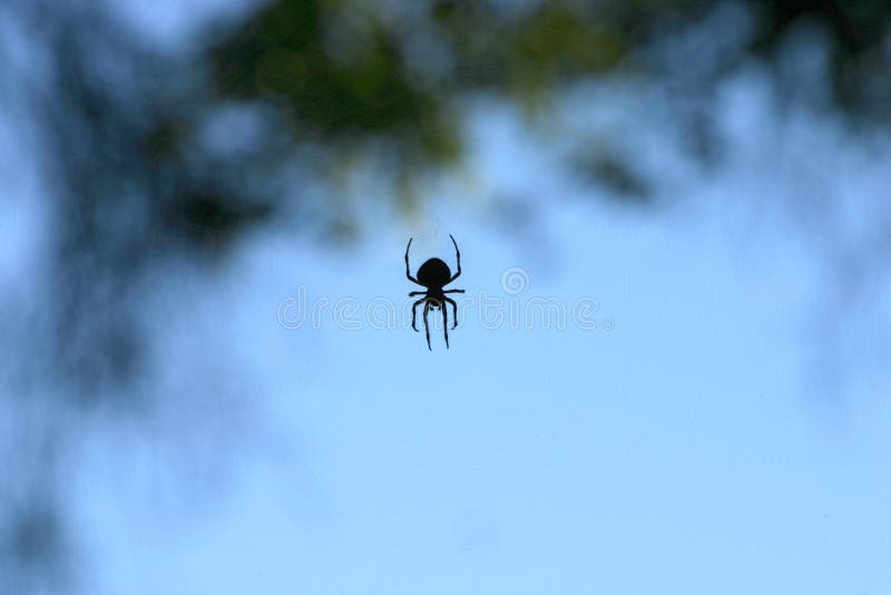 Spider in a web stock photo. Image of trap, snare, deception - 733596