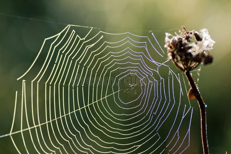 Drop of Condensation on the Spider-web Stock Photo - Image of ...