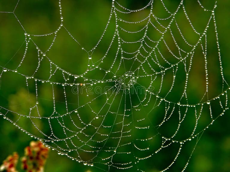 104,994 Spider Web Crosshairs Stock Photos - Free & Royalty-Free Stock ...