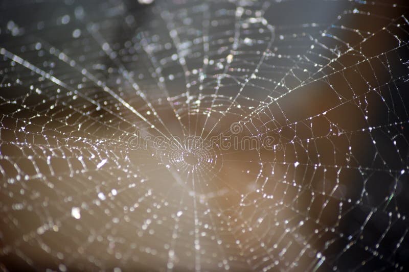 Spider Web Abstract stock image. Image of radial, nature - 18491033