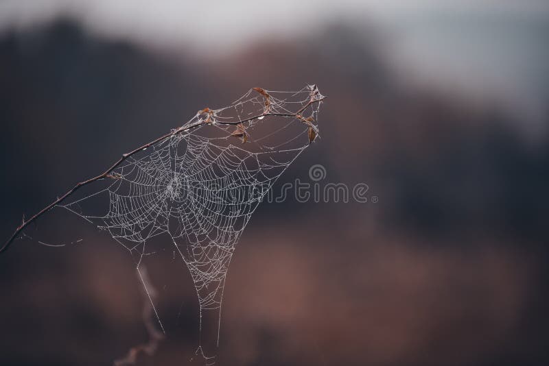 Spider Web Adorned with Drops of Water in Spring Season at Sunrise ...