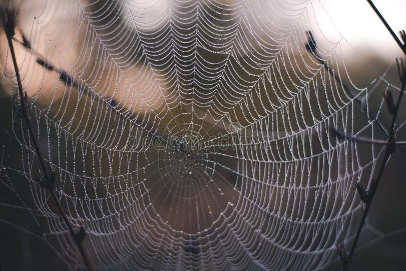Spider Web Adorned with Drops of Water in Spring Season at Sunrise ...