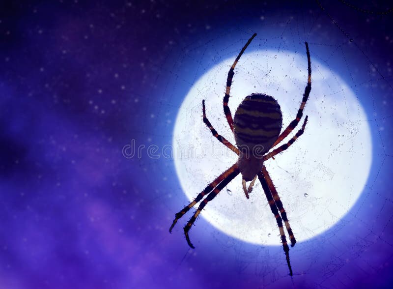 Spider On A Web Against A Night Sky With A Moon. Stock Image - Image of ...