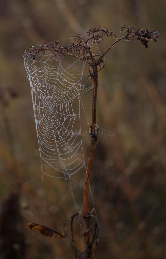 Spider Web, Arachnid, Spider, Branch Picture. Image: 111026160