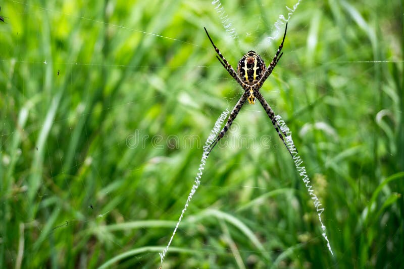 Spider on a Web - Argiope Versicolor, Spider of Borneo Stock Photo ...