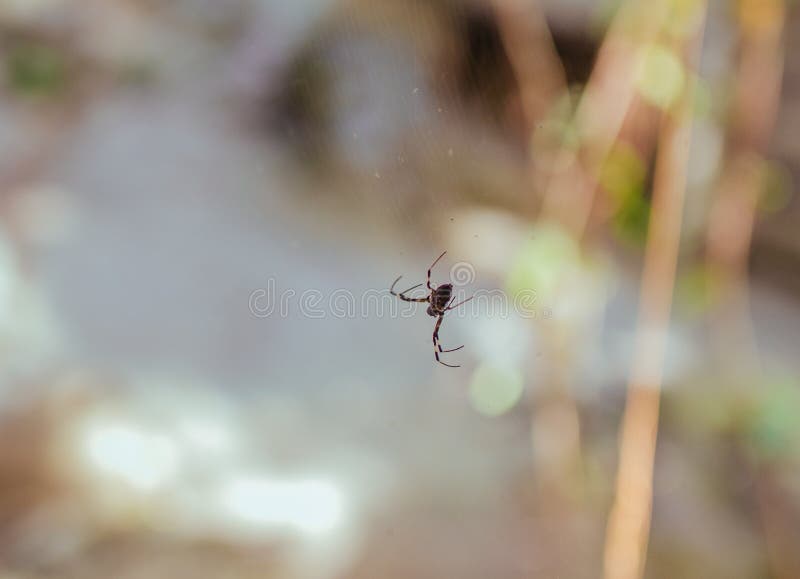 Spider on the Web in Asian Tropical Forest Stock Photo - Image of ...